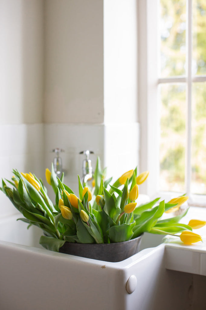 Tulips – Smith & Munson