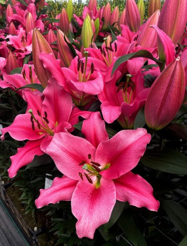 Our Flowers – Smith & Munson