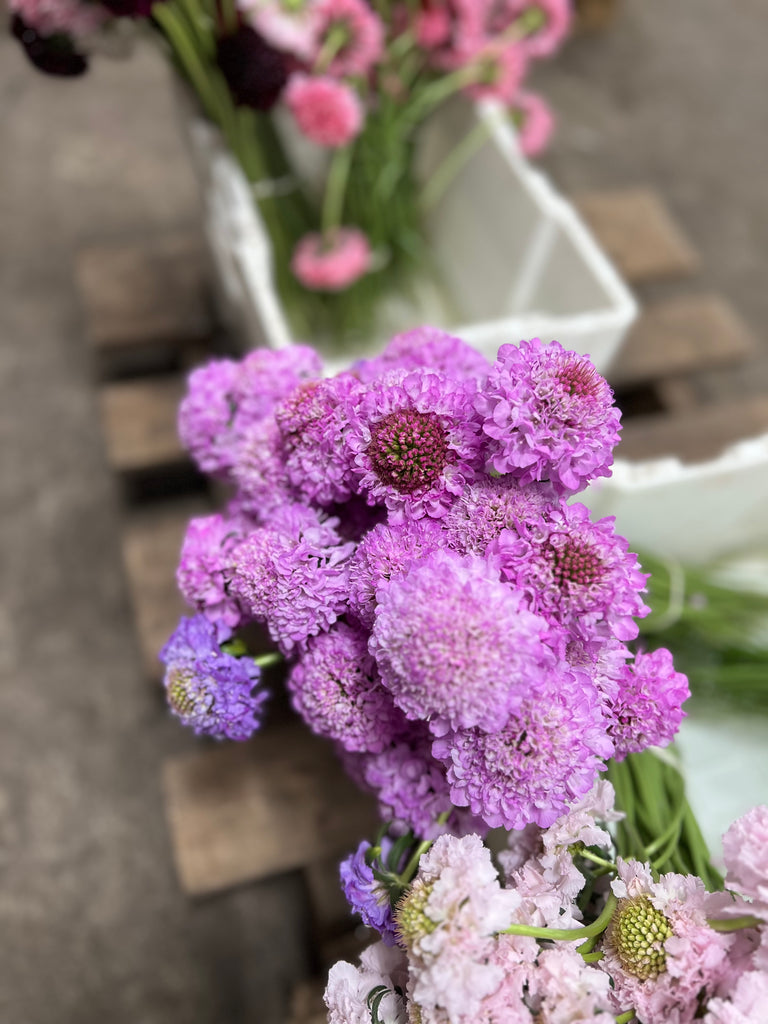 Our Flowers – Page 2 – Smith & Munson