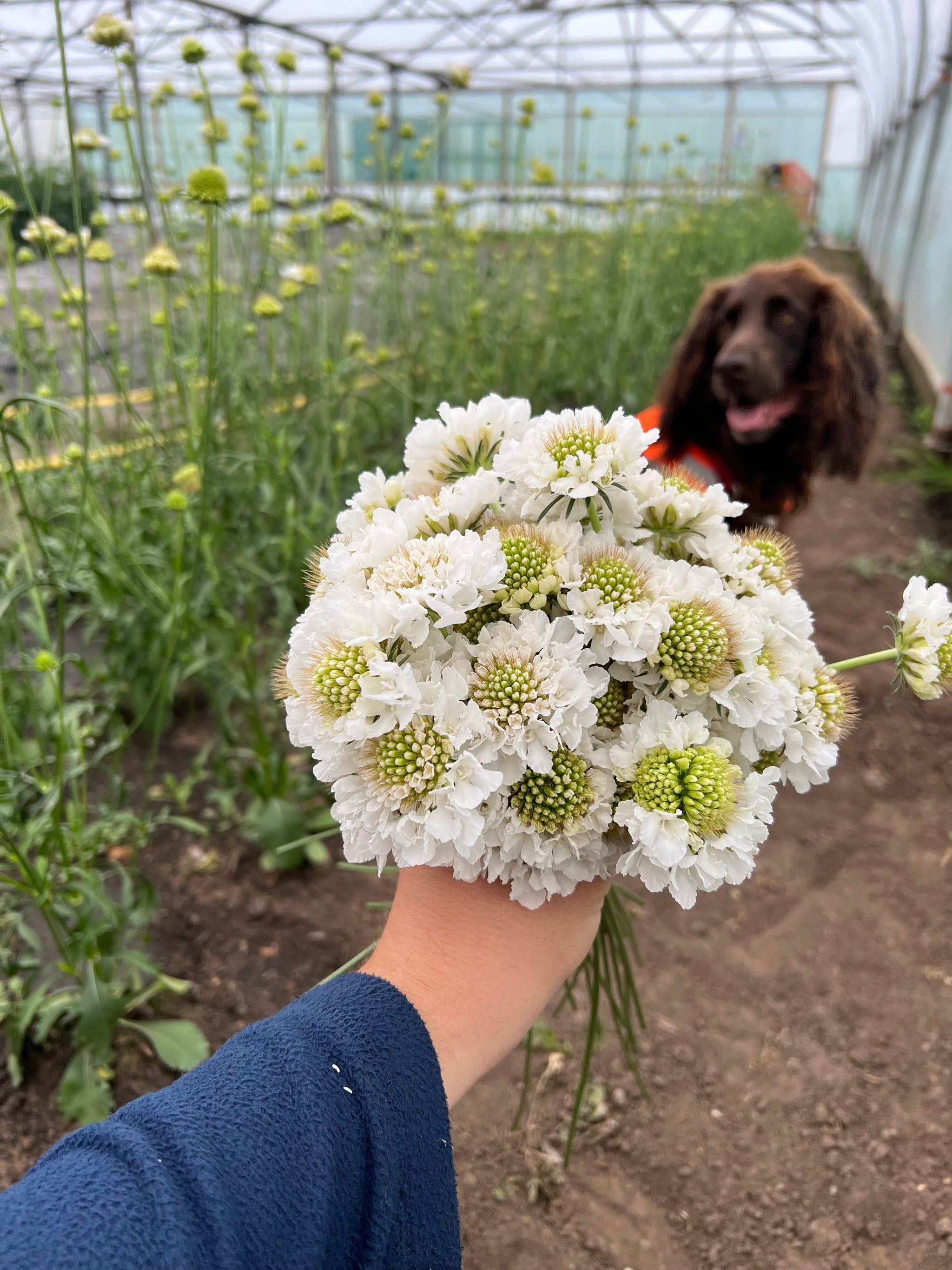 Our Flowers – Page 2 – Smith & Munson