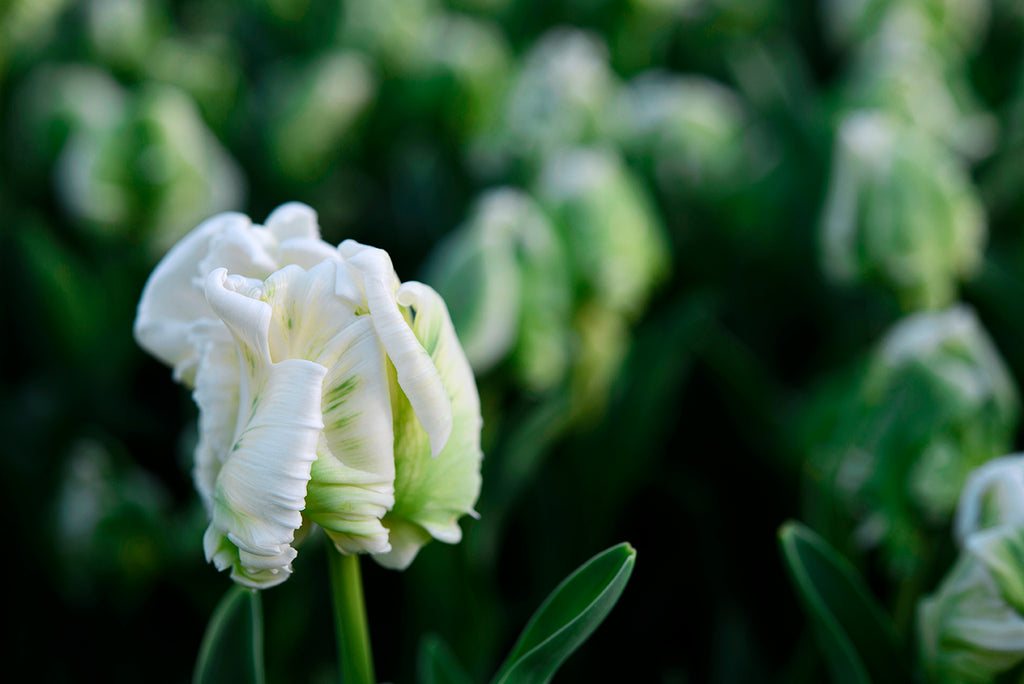 Tulips – Smith & Munson