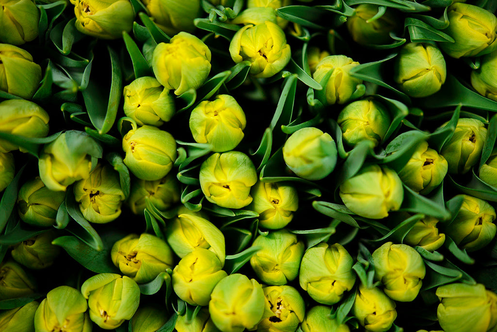 Tulips – Smith & Munson