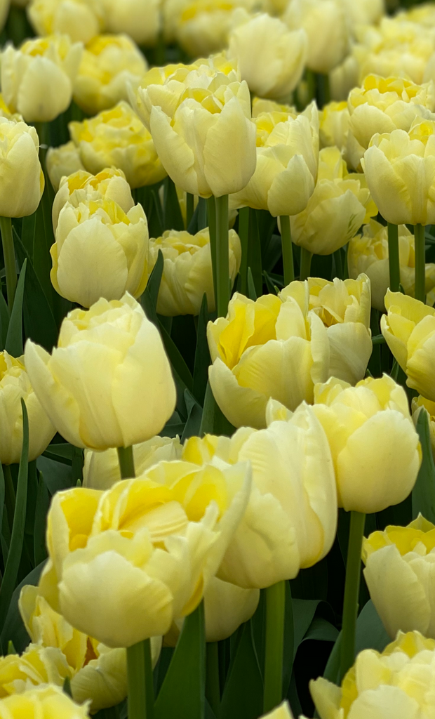 Tulips – Smith & Munson