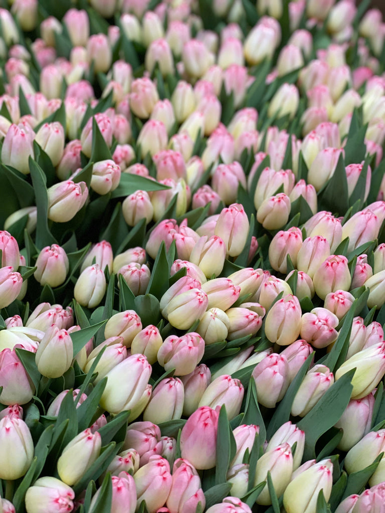 Tulips – Smith & Munson